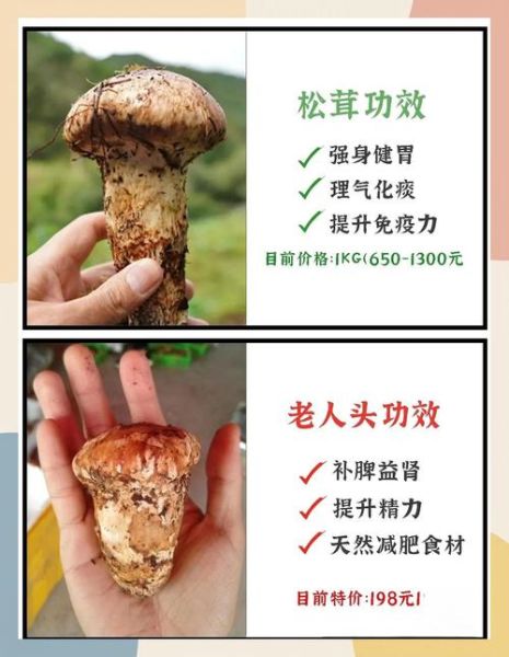 松茸多少钱一斤2021_2021年松茸价格走势-第2张图片-山城妙识