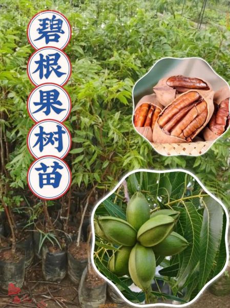 碧根果产地哪里最好_美国碧根果和中国碧根果区别-第2张图片-山城妙识