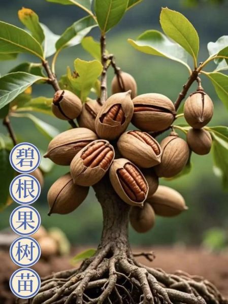 碧根果产地哪里最好_美国碧根果和中国碧根果区别-第3张图片-山城妙识