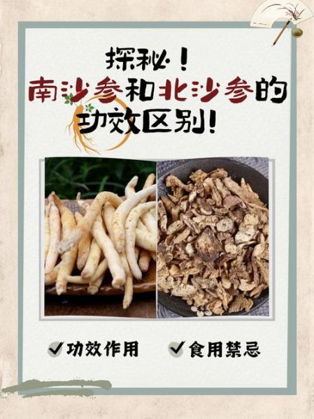 南沙参的功效与作用_南沙参适合什么人吃-第1张图片-山城妙识
