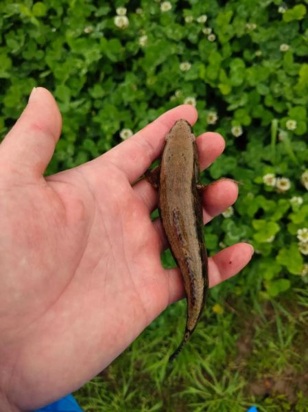 小泥鳅图片怎么拍_小泥鳅高清图哪里找-第3张图片-山城妙识