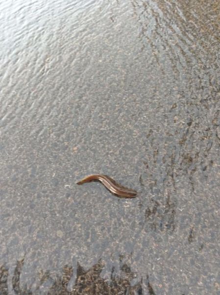 小泥鳅图片怎么拍_小泥鳅高清图哪里找-第1张图片-山城妙识