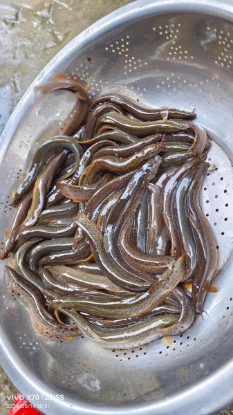 小泥鳅图片怎么拍_小泥鳅高清图哪里找-第2张图片-山城妙识