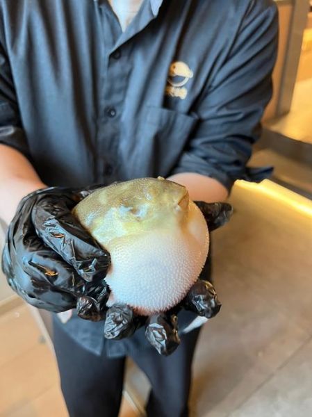 蒌蒿芦芽河豚是什么季节_河豚欲上时怎么判断-第3张图片-山城妙识