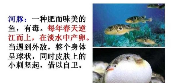 蒌蒿芦芽河豚是什么季节_河豚欲上时怎么判断-第2张图片-山城妙识