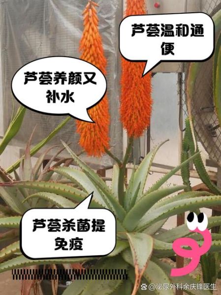 芦荟怎么吃治便秘效果好_芦荟治便秘的正确吃法-第1张图片-山城妙识 芦荟怎么吃治便秘效果好_芦荟治便秘的正确吃法-第1张图片-山城妙识