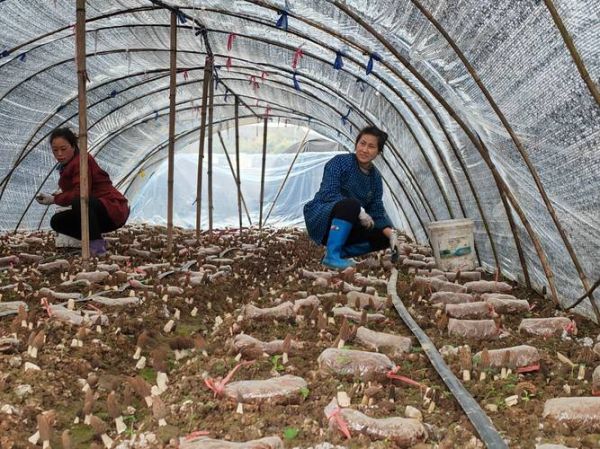 牛肚菌怎么种植_牛肚菌种植技术详解-第3张图片-山城妙识