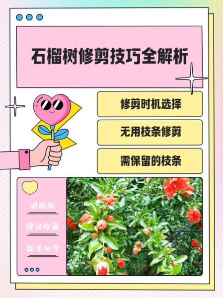 石榴树怎么修剪_石榴树什么时候剪枝最好-第2张图片-山城妙识 石榴树怎么修剪_石榴树什么时候剪枝最好-第2张图片-山城妙识