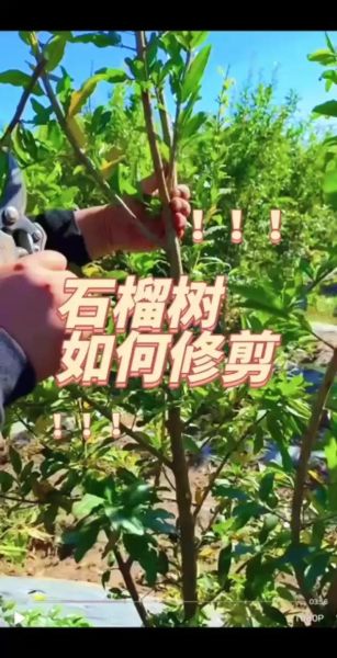 石榴树怎么修剪_石榴树什么时候剪枝最好-第3张图片-山城妙识 石榴树怎么修剪_石榴树什么时候剪枝最好-第3张图片-山城妙识
