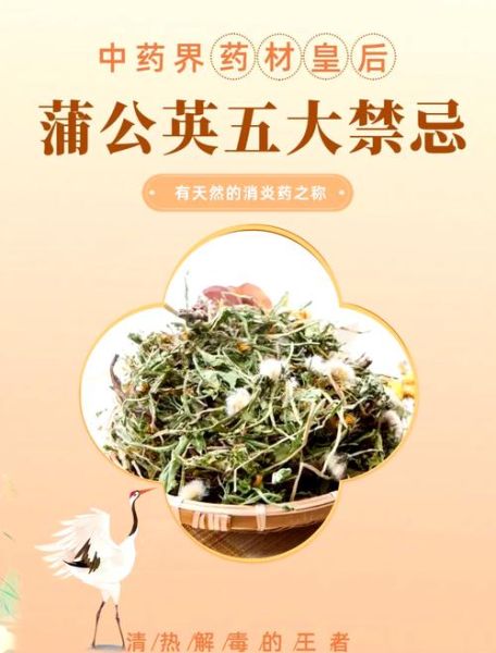 蒲公英茶的功效与作用及禁忌_哪些人不能喝-第1张图片-山城妙识