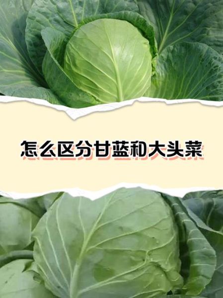 甘蓝和包菜的区别_哪个营养价值更高-第2张图片-山城妙识 甘蓝和包菜的区别_哪个营养价值更高-第2张图片-山城妙识