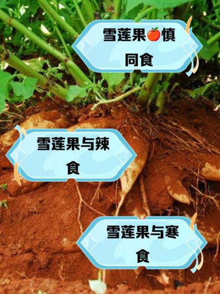 雪莲果的副作用有哪些_雪莲果什么人不能吃-第1张图片-山城妙识