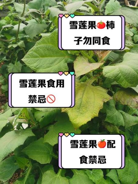 雪莲果的副作用有哪些_雪莲果什么人不能吃-第2张图片-山城妙识