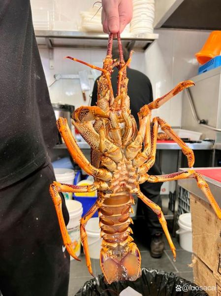 澳洲龙虾清蒸多久_澳洲龙虾清蒸做法步骤-第3张图片-山城妙识