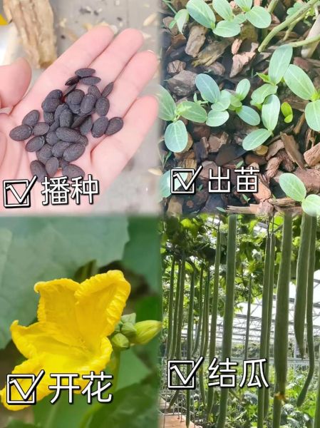 丝瓜为什么长成长条形_丝瓜形状与品种关系-第2张图片-山城妙识