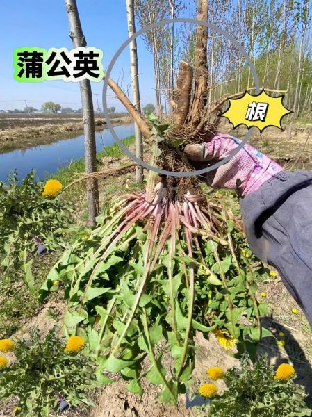 蒲公英泡水喝的功效与禁忌_蒲公英根茶副作用有哪些-第3张图片-山城妙识