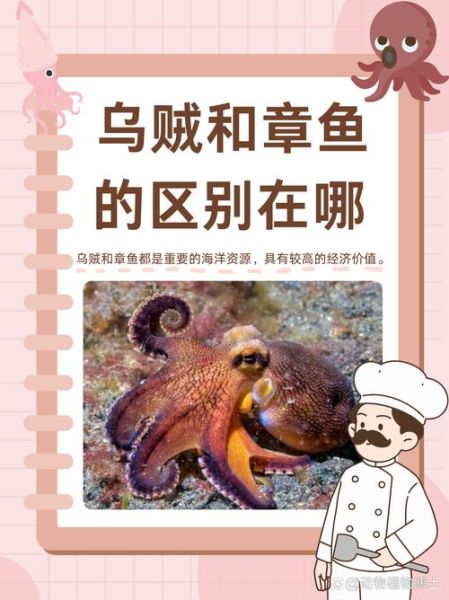 乌贼长什么样子_乌贼和章鱼有什么区别-第1张图片-山城妙识