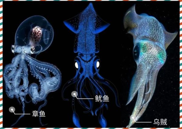 乌贼长什么样子_乌贼和章鱼有什么区别-第3张图片-山城妙识