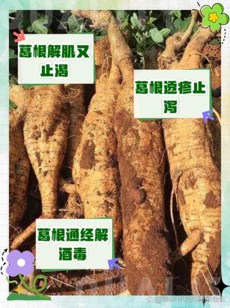 葛根能降血糖吗_葛根怎么吃最有效-第3张图片-山城妙识