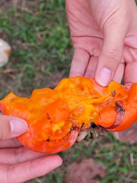 甜柿子有什么功效_甜柿子的作用与禁忌-第3张图片-山城妙识