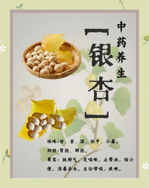 银杏果有什么功效_银杏果怎么吃才安全-第1张图片-山城妙识 银杏果有什么功效_银杏果怎么吃才安全-第1张图片-山城妙识