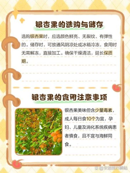 银杏果有什么功效_银杏果怎么吃才安全-第3张图片-山城妙识 银杏果有什么功效_银杏果怎么吃才安全-第3张图片-山城妙识