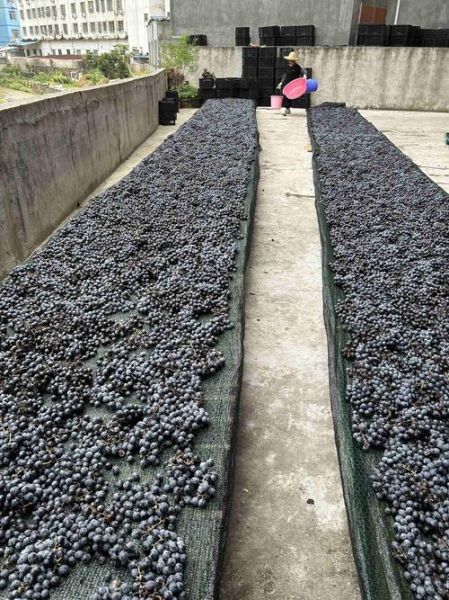 家用葡萄酒的酿法_自酿葡萄酒多久能喝-第3张图片-山城妙识