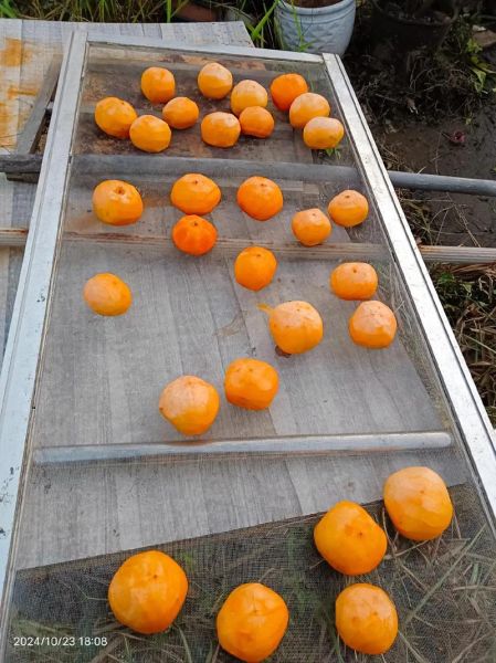 柿饼怎么保存不会发霉_柿饼晒多久才能吃-第2张图片-山城妙识