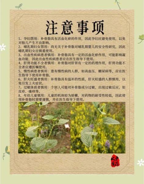 补骨脂的副作用有哪些_补骨脂长期吃安全吗-第1张图片-山城妙识 补骨脂的副作用有哪些_补骨脂长期吃安全吗-第1张图片-山城妙识