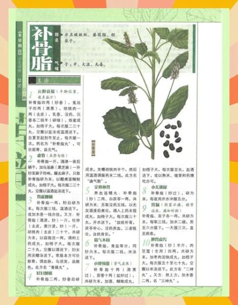 补骨脂的副作用有哪些_补骨脂长期吃安全吗-第3张图片-山城妙识 补骨脂的副作用有哪些_补骨脂长期吃安全吗-第3张图片-山城妙识