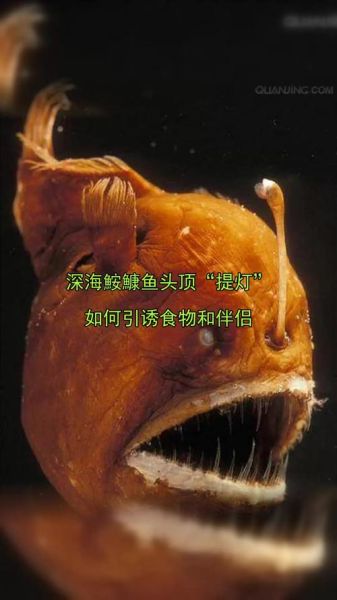深海鮟鱇鱼长什么样_深海鮟鱇鱼会发光吗-第2张图片-山城妙识