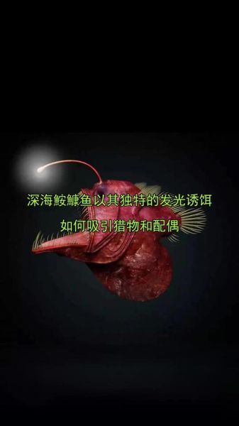 深海鮟鱇鱼长什么样_深海鮟鱇鱼会发光吗-第1张图片-山城妙识