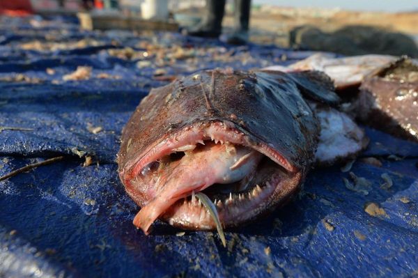 深海鮟鱇鱼长什么样_深海鮟鱇鱼会发光吗-第3张图片-山城妙识