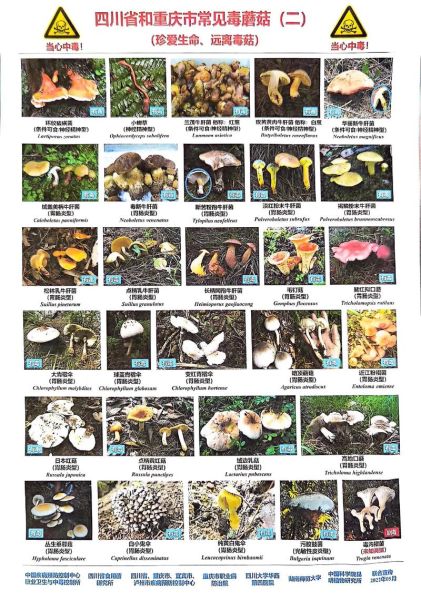 常见食用菌种类有哪些_如何辨别毒蘑菇-第2张图片-山城妙识