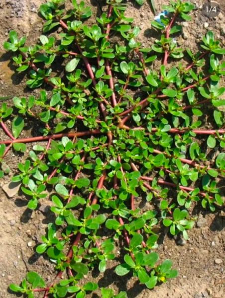 马齿苋能吃吗_马齿苋怎么吃才安全-第1张图片-山城妙识