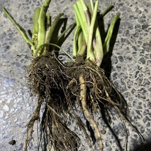 鸭儿芹在中国叫什么_鸭儿芹和鸭脚板菜是同一种吗-第3张图片-山城妙识