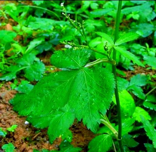鸭儿芹在中国叫什么_鸭儿芹和鸭脚板菜是同一种吗-第2张图片-山城妙识