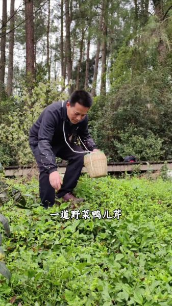 鸭儿芹在中国叫什么_鸭儿芹和鸭脚板菜是同一种吗-第1张图片-山城妙识