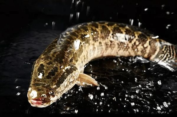 淡水黑鱼图片_淡水黑鱼长什么样-第1张图片-山城妙识