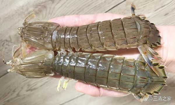 爬虾蒸多长时间_蒸爬虾的正确方法-第1张图片-山城妙识