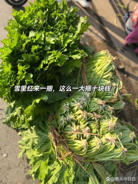 怎样在家腌雪里红咸菜_雪里红咸菜腌制方法-第2张图片-山城妙识