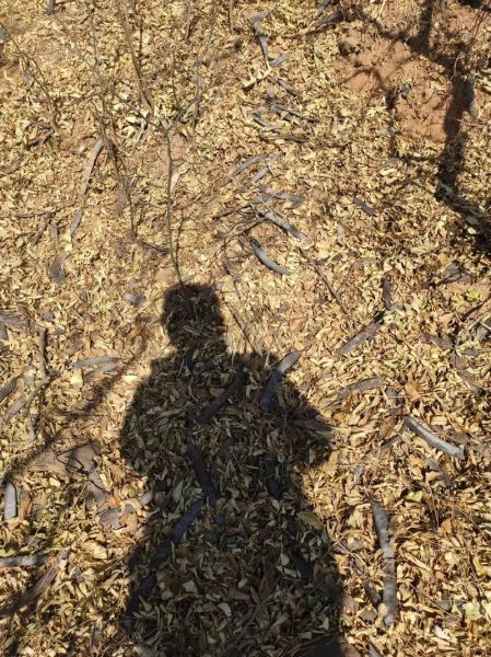 皂角多少钱一斤_皂角价格行情-第3张图片-山城妙识