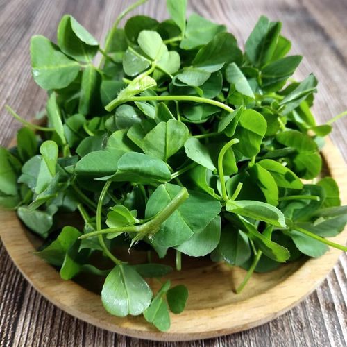 金花菜图片功效与作用_金花菜怎么吃最营养-第1张图片-山城妙识