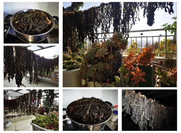 梅干菜长什么样子_梅干菜和雪里蕻的区别-第3张图片-山城妙识 梅干菜长什么样子_梅干菜和雪里蕻的区别-第3张图片-山城妙识