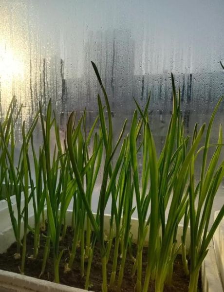 腊八蒜的醋用不用煮开_腊八蒜醋要不要加热-第3张图片-山城妙识 腊八蒜的醋用不用煮开_腊八蒜醋要不要加热-第3张图片-山城妙识