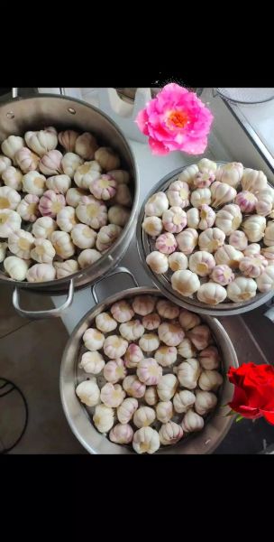 甜蒜的功效与作用_甜蒜的禁忌人群有哪些-第3张图片-山城妙识 甜蒜的功效与作用_甜蒜的禁忌人群有哪些-第3张图片-山城妙识