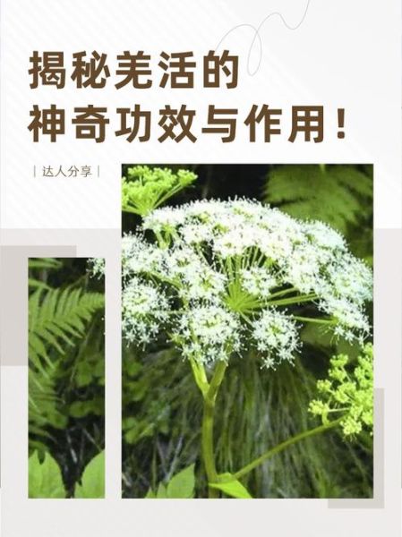 羌活的功效与作用及禁忌_什么人不能吃羌活-第2张图片-山城妙识 羌活的功效与作用及禁忌_什么人不能吃羌活-第2张图片-山城妙识