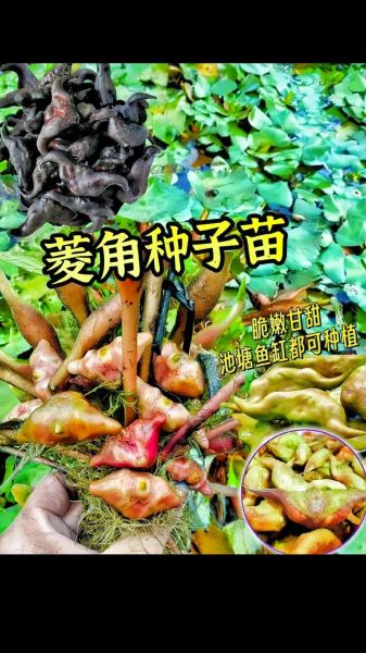 菱角什么时候种_菱角种植时间-第2张图片-山城妙识