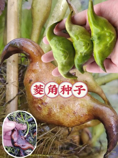 菱角什么时候种_菱角种植时间-第3张图片-山城妙识