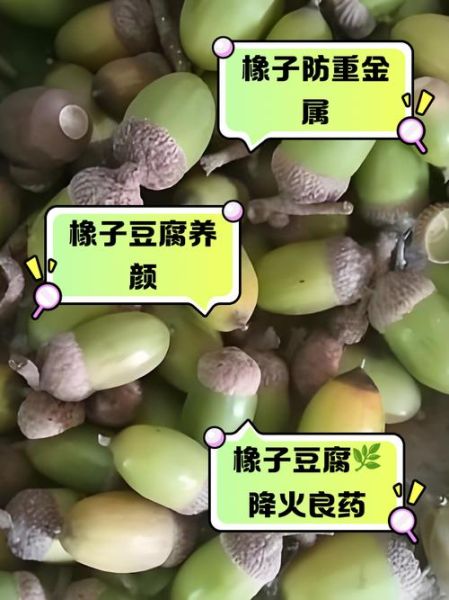 橡子的药用功效_橡子怎么吃才养生-第1张图片-山城妙识 橡子的药用功效_橡子怎么吃才养生-第1张图片-山城妙识